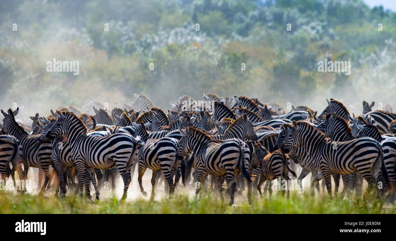 Group of zebras in the dust. Kenya. Tanzania. National Park. Serengeti ...