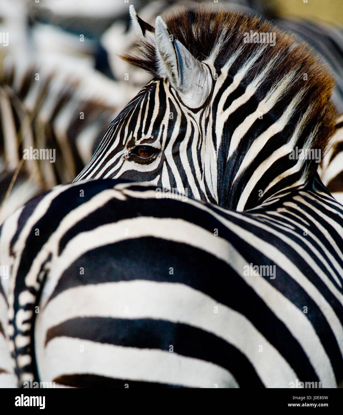 Zebra. Back view. Kenya. Tanzania. National Park. Serengeti. Maasai ...