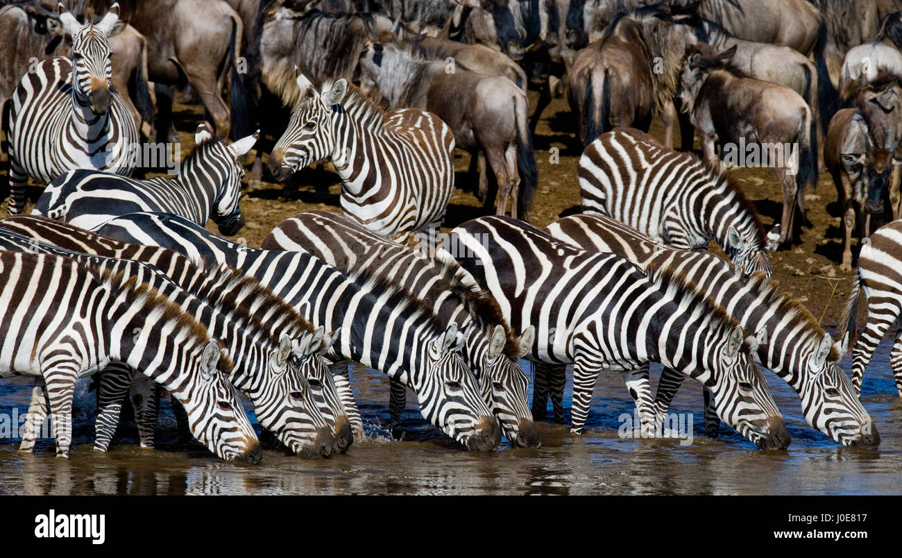 Group of zebras drinking water from the river. Kenya. Tanzania ...