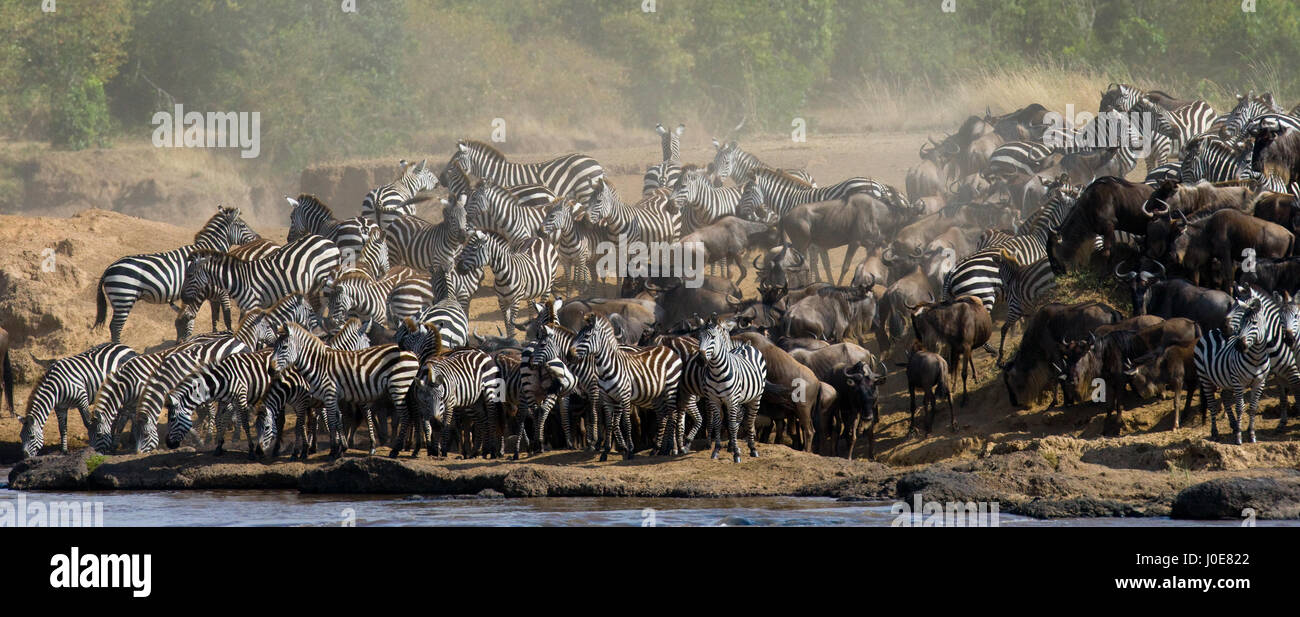 Zebras in front great migration hi-res stock photography and images - Alamy