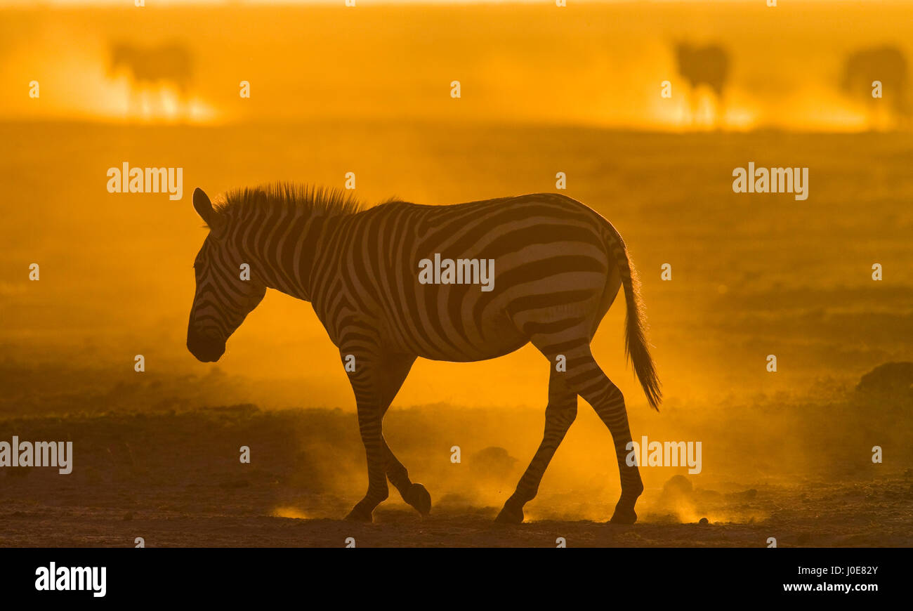 Protection against wild animals hi-res stock photography and images - Alamy