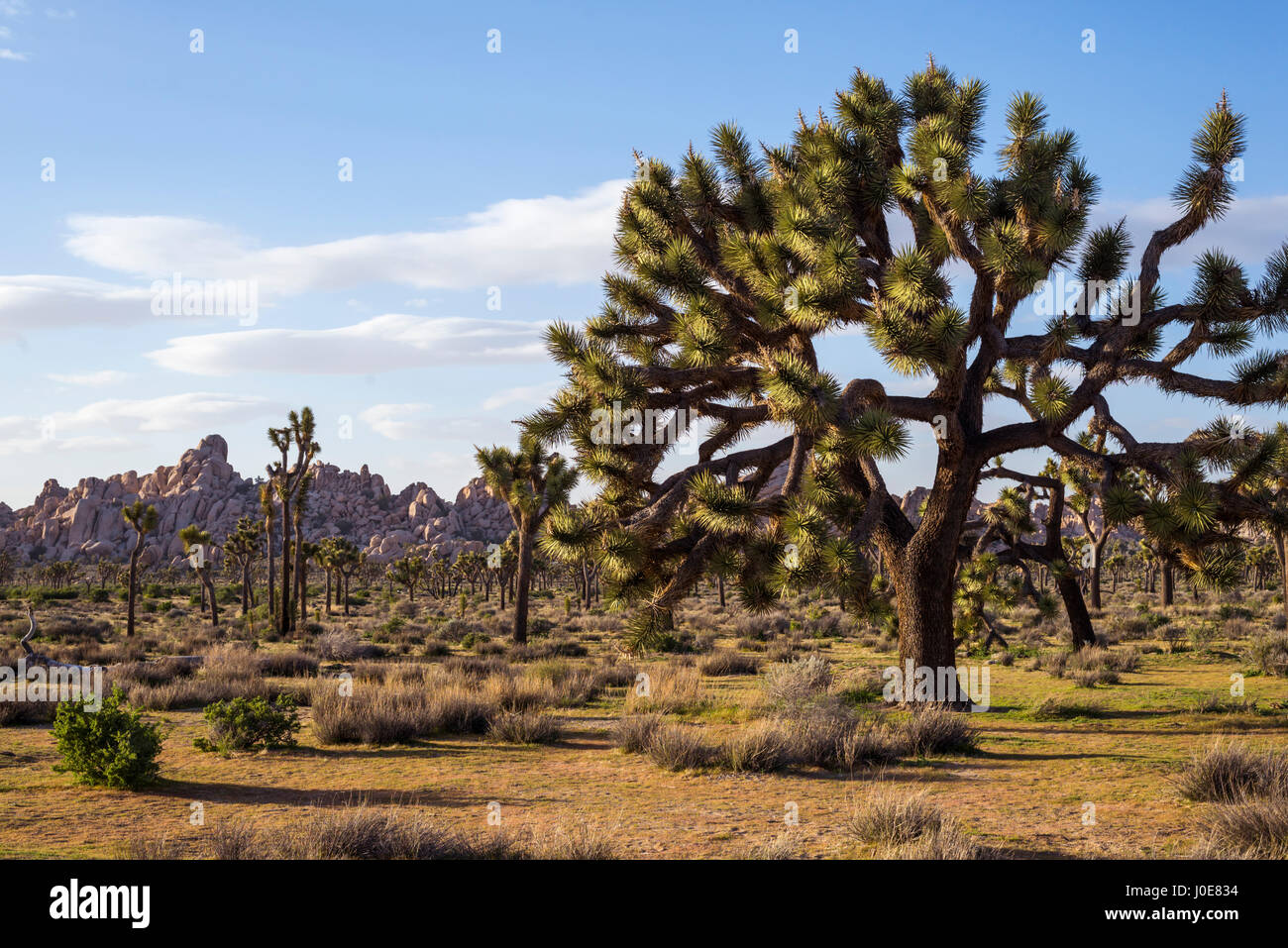 Desert landscape and Joshua Trees. Joshua Tree National Park ...