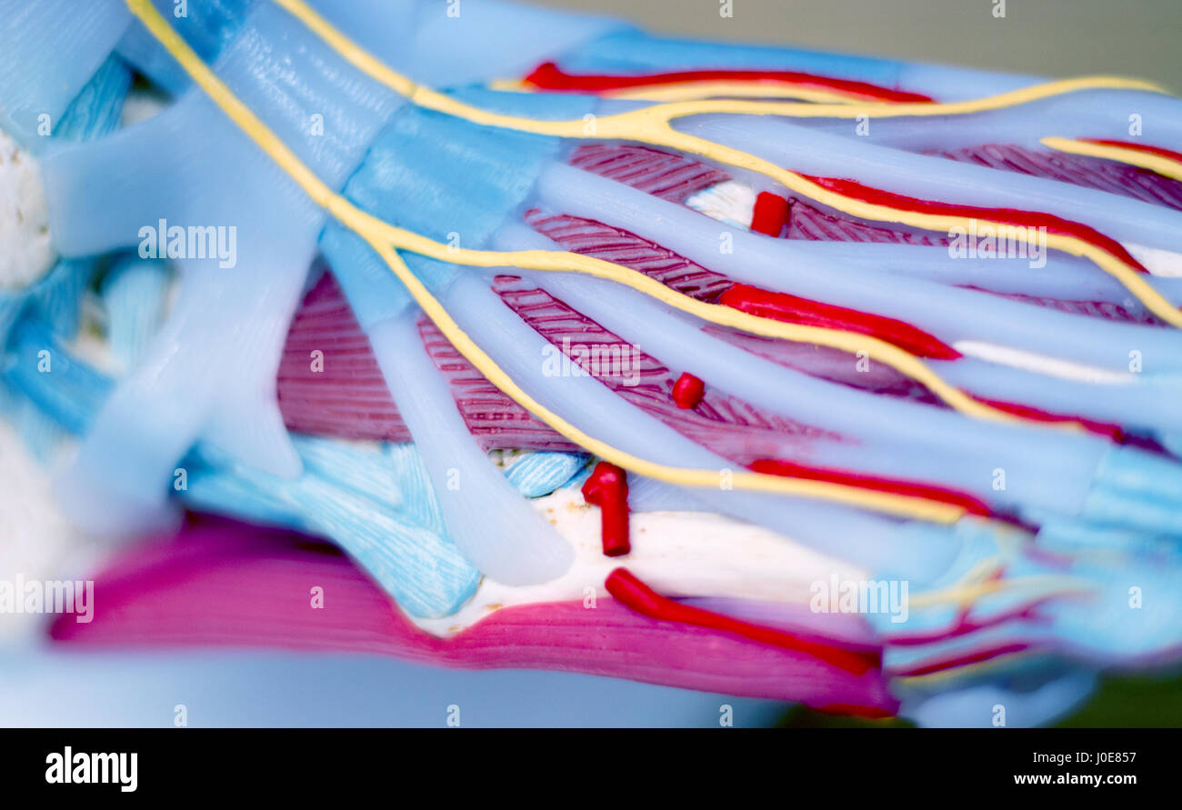 Foot anatomy tendons ligaments hi-res stock photography and images - Alamy