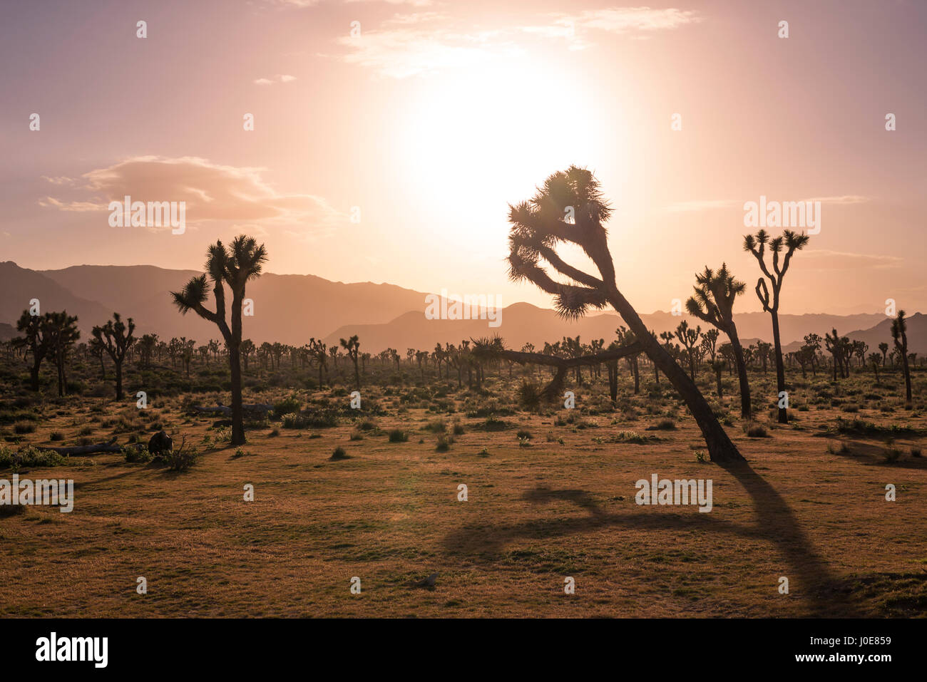 Desert landscape and Joshua Trees photographed prior to sunset. Joshua ...
