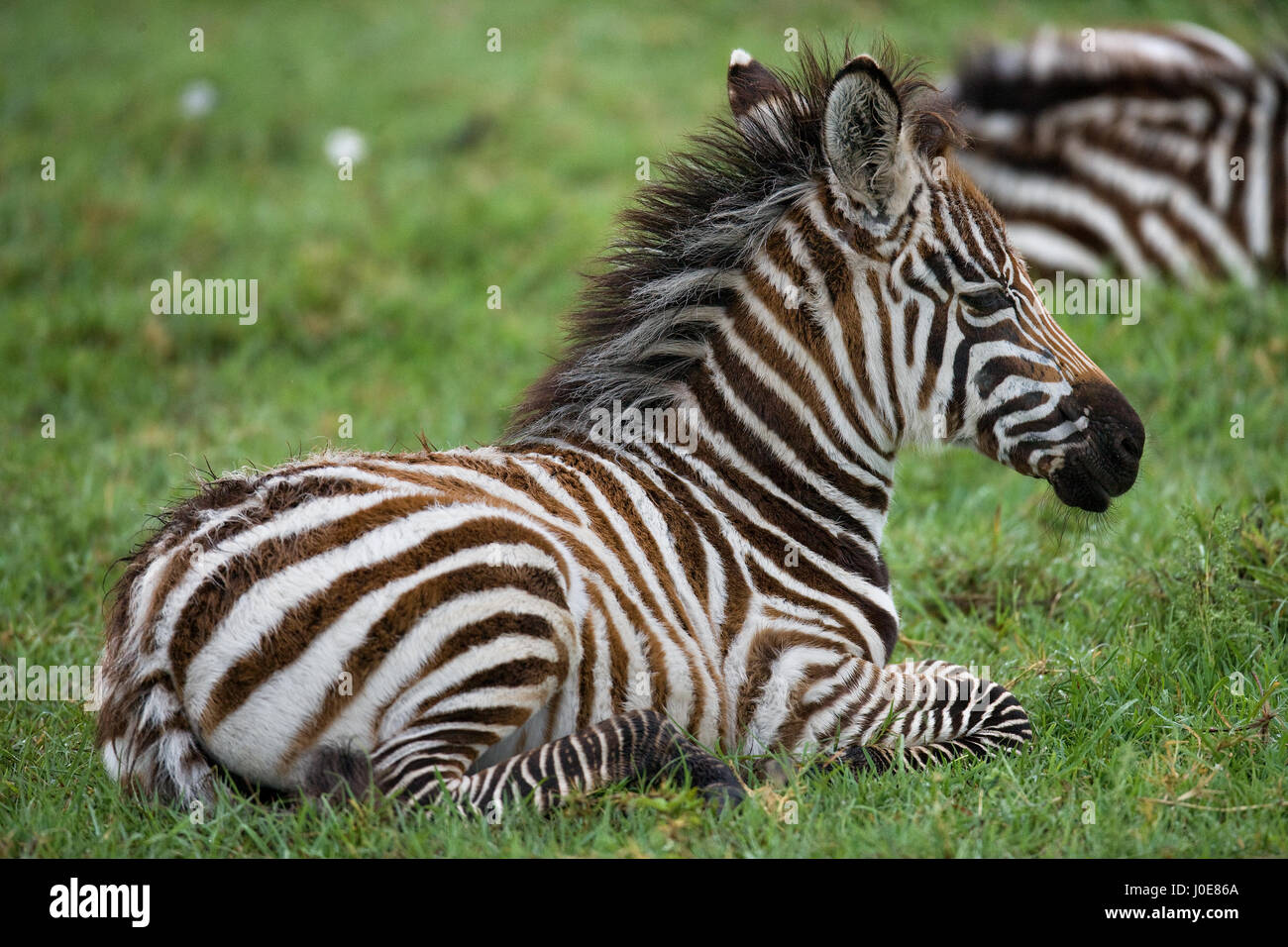 Savannah zebra migration hi-res stock photography and images - Alamy