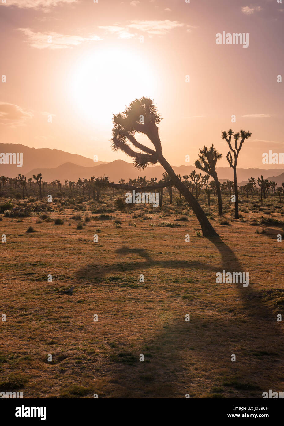Desert landscape and Joshua Trees photographed prior to sunset. Joshua ...
