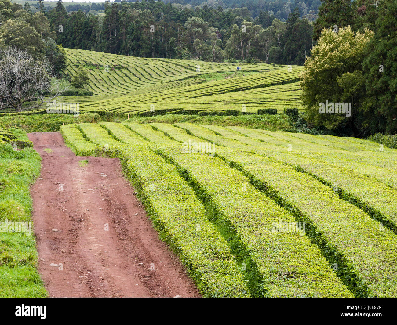 Walking Through a Tea Plantation. A red dirt road and undulating lines ...