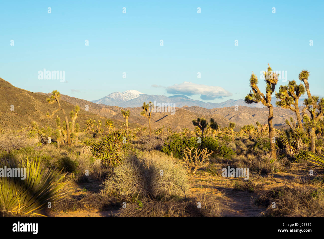 Desert landscape and Joshua Trees in the early morning. Joshua Tree ...