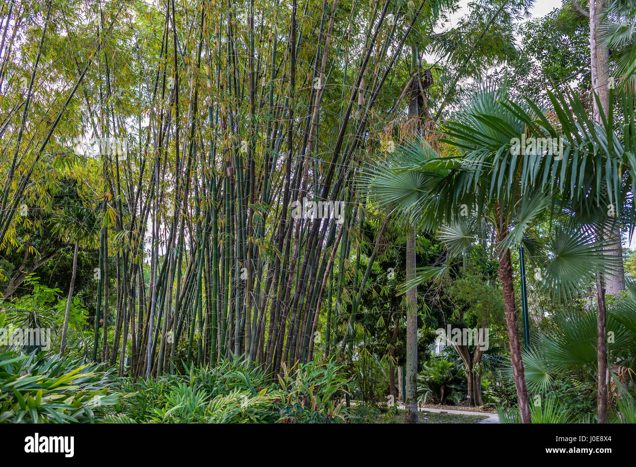Stand of bamboo hi-res stock photography and images - Alamy