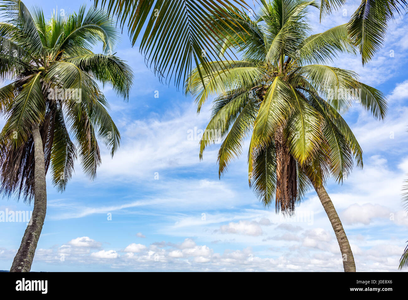 Palm trees tower over other vegetation in south Florida Stock Photo - Alamy