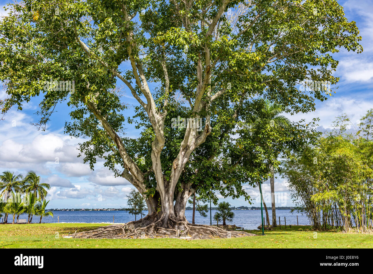 a banyan tree in a park in south Florida Stock Photo - Alamy