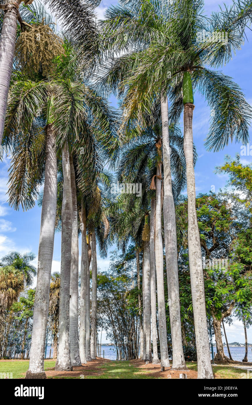 Palm frawns hi-res stock photography and images - Alamy
