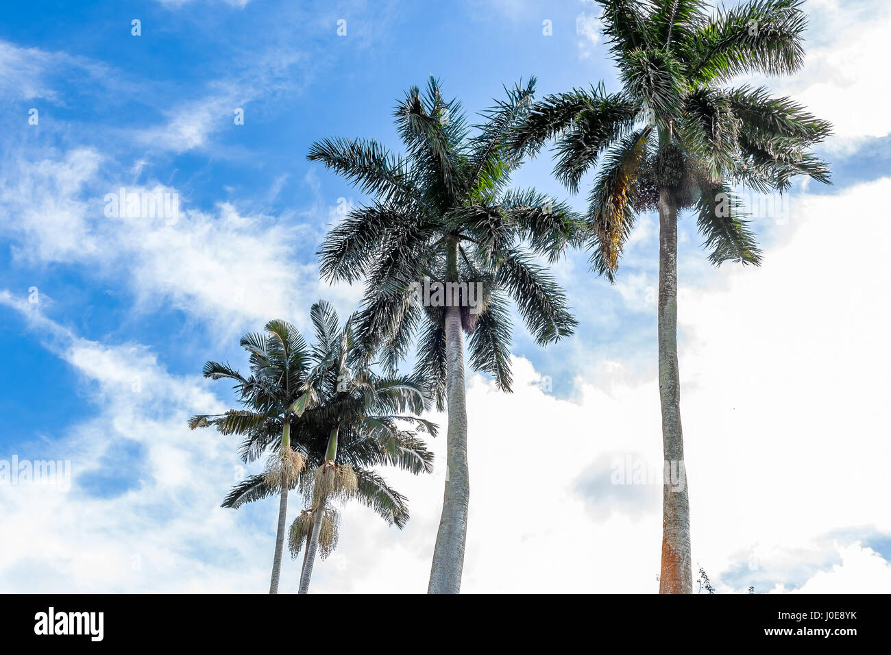 Palm trees tower over other vegetation in south Florida Stock Photo - Alamy