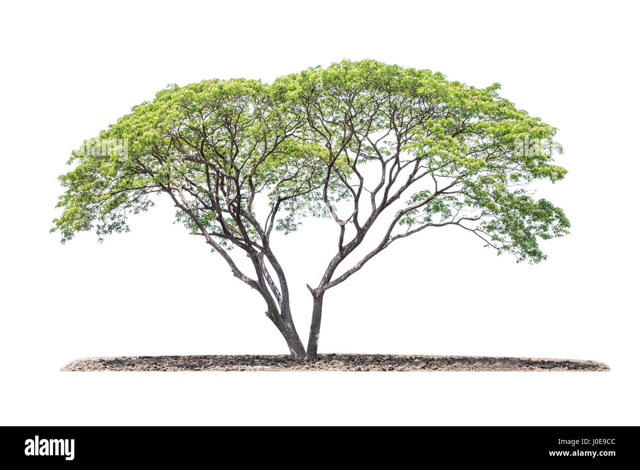 tree on a white background Stock Photo - Alamy