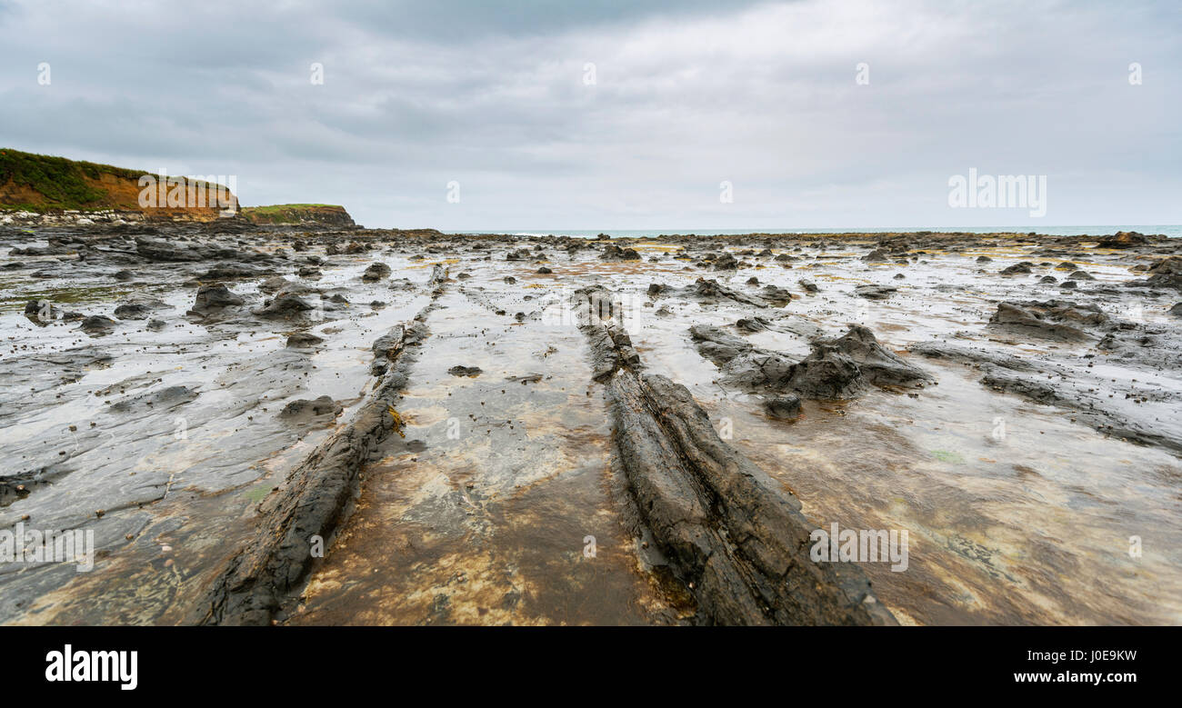 Petrified forest tree stumps hi-res stock photography and images - Alamy