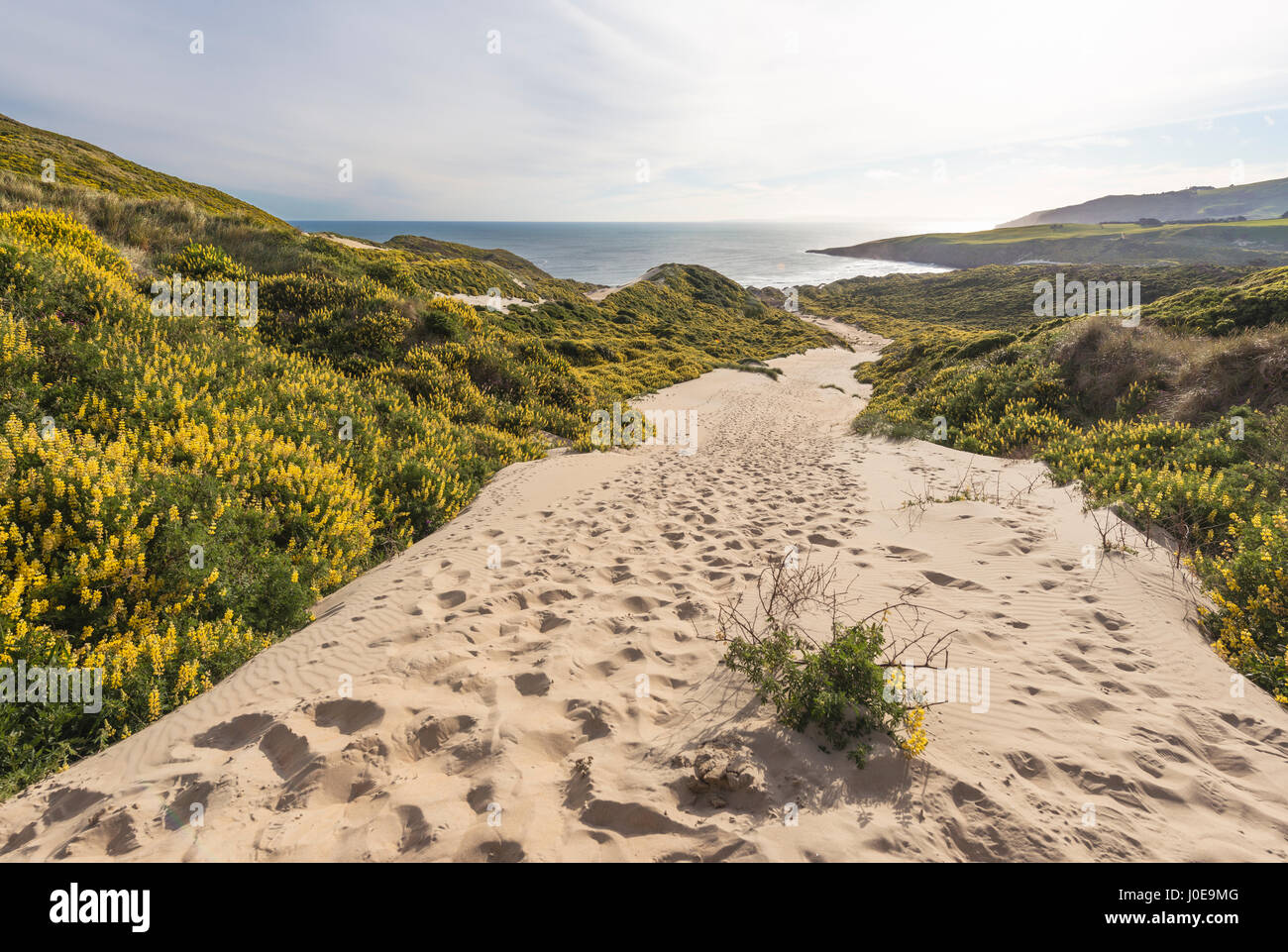 Sand Dune, Bay Sandfly Bay, Dunedin, Otago, Otago Peninsula, Southland ...