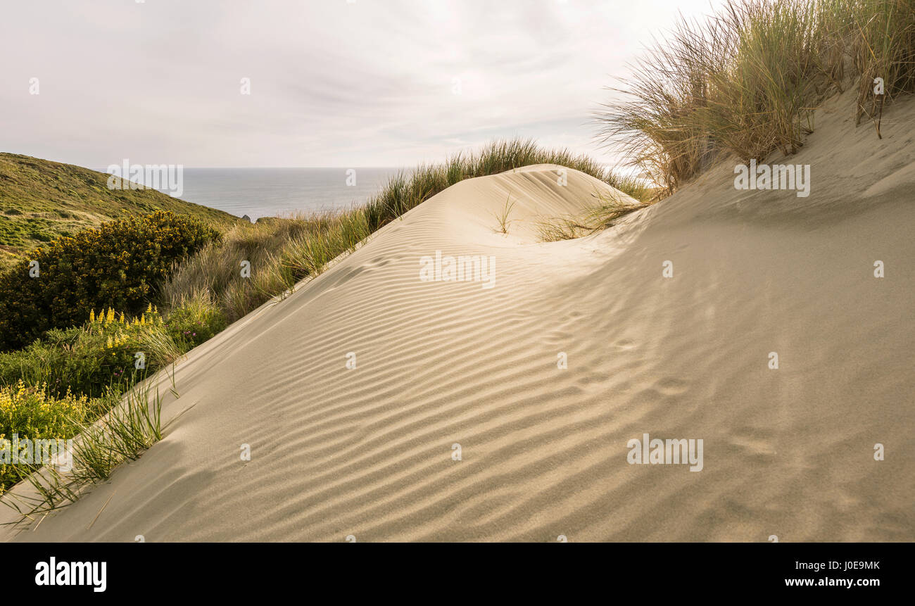 Sand Dune, Sandfly Bay, Dunedin, Otago, Otago Peninsula, Southland, New ...