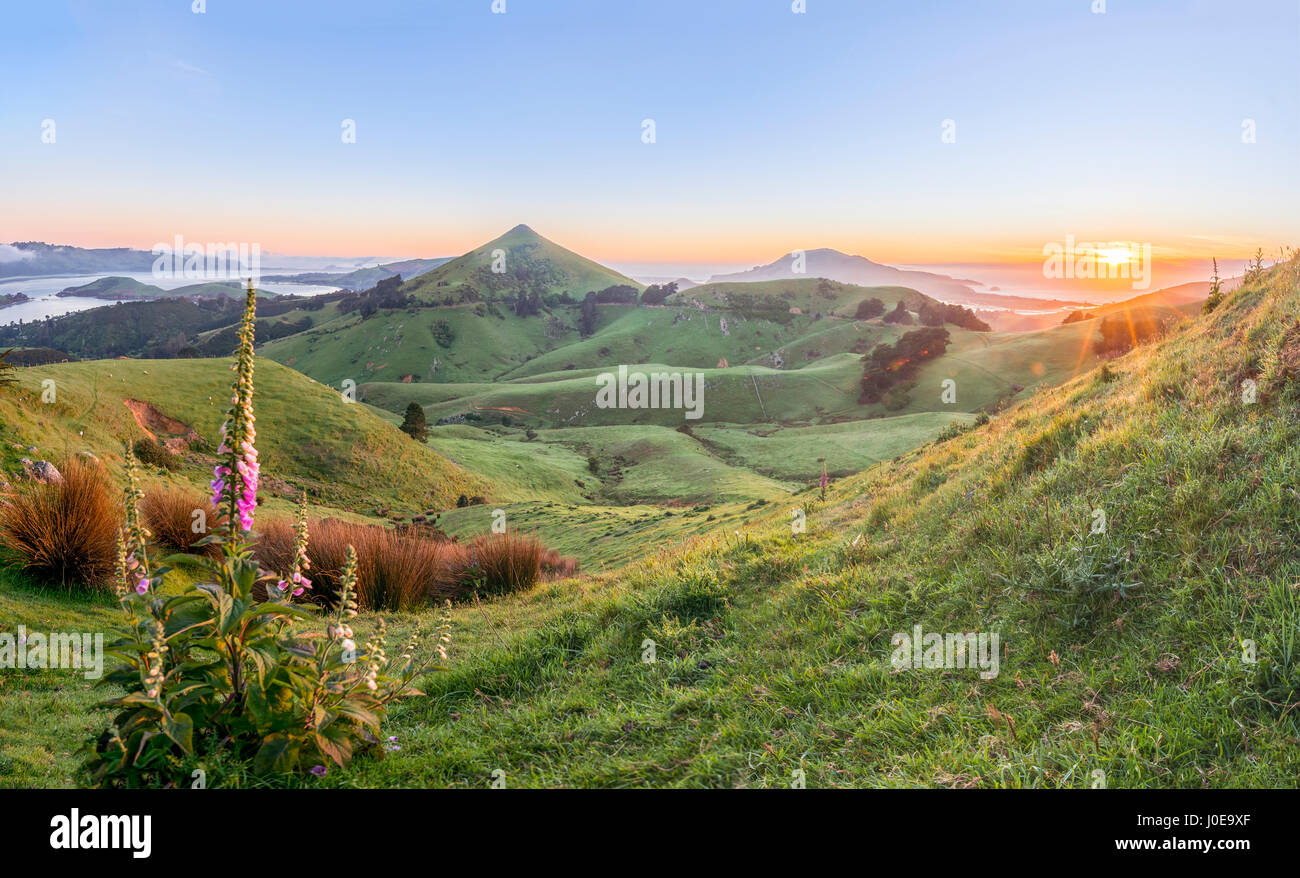 Flowering red foxglove (Digitalis purpurea), Sunrise view of Otago ...