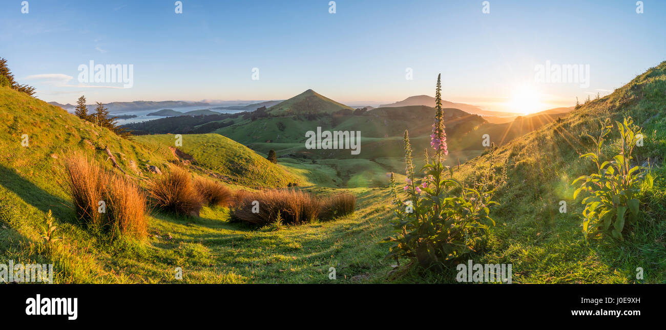 Flowering red foxglove (Digitalis purpurea), Sunrise view of Otago ...