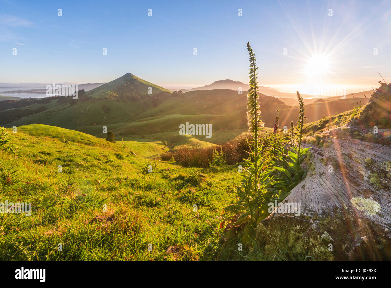 Flowering white foxglove (Digitalis purpurea), Sunrise view of Otago ...