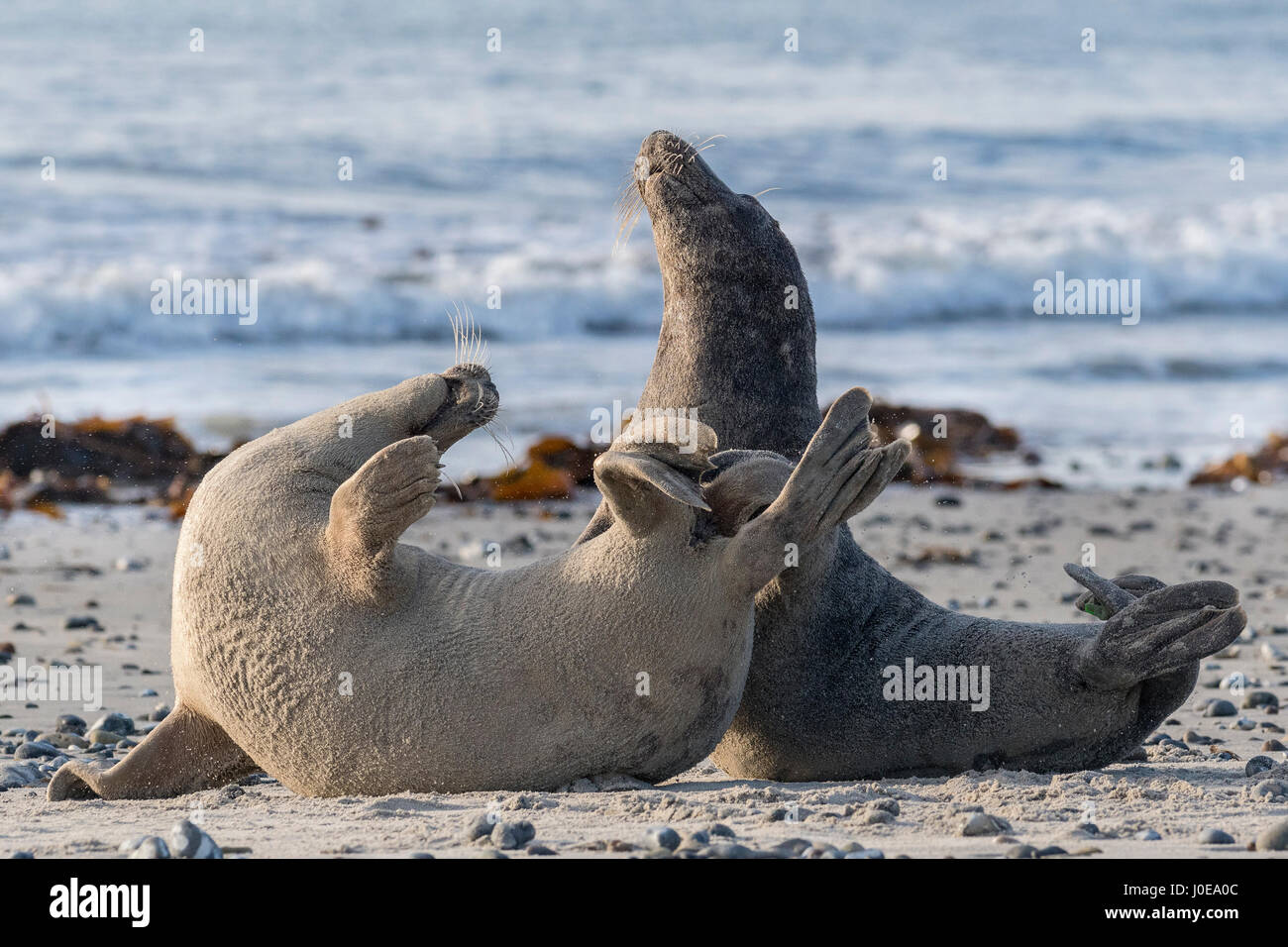 Female seals hi-res stock photography and images - Alamy