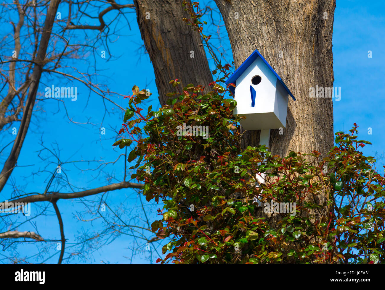 Birdhouse tree hi-res stock photography and images - Alamy