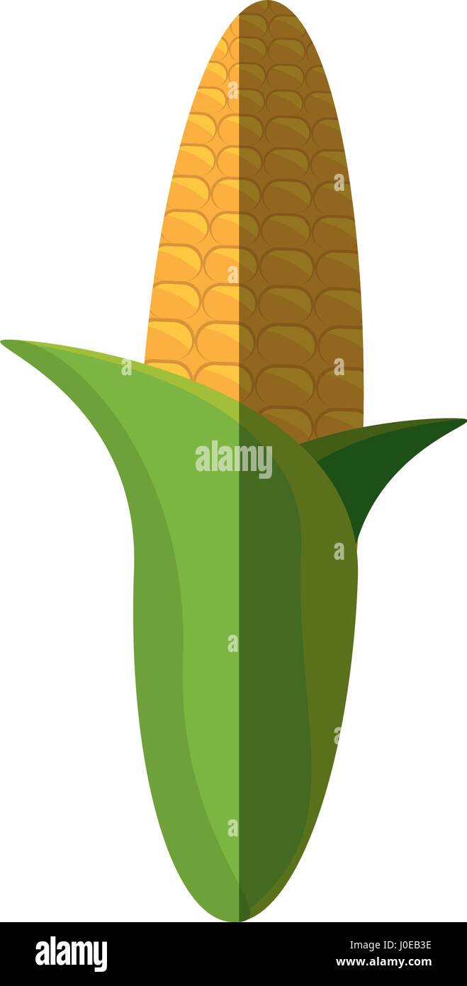 corn cereal grain food shadow Stock Vector Image & Art - Alamy