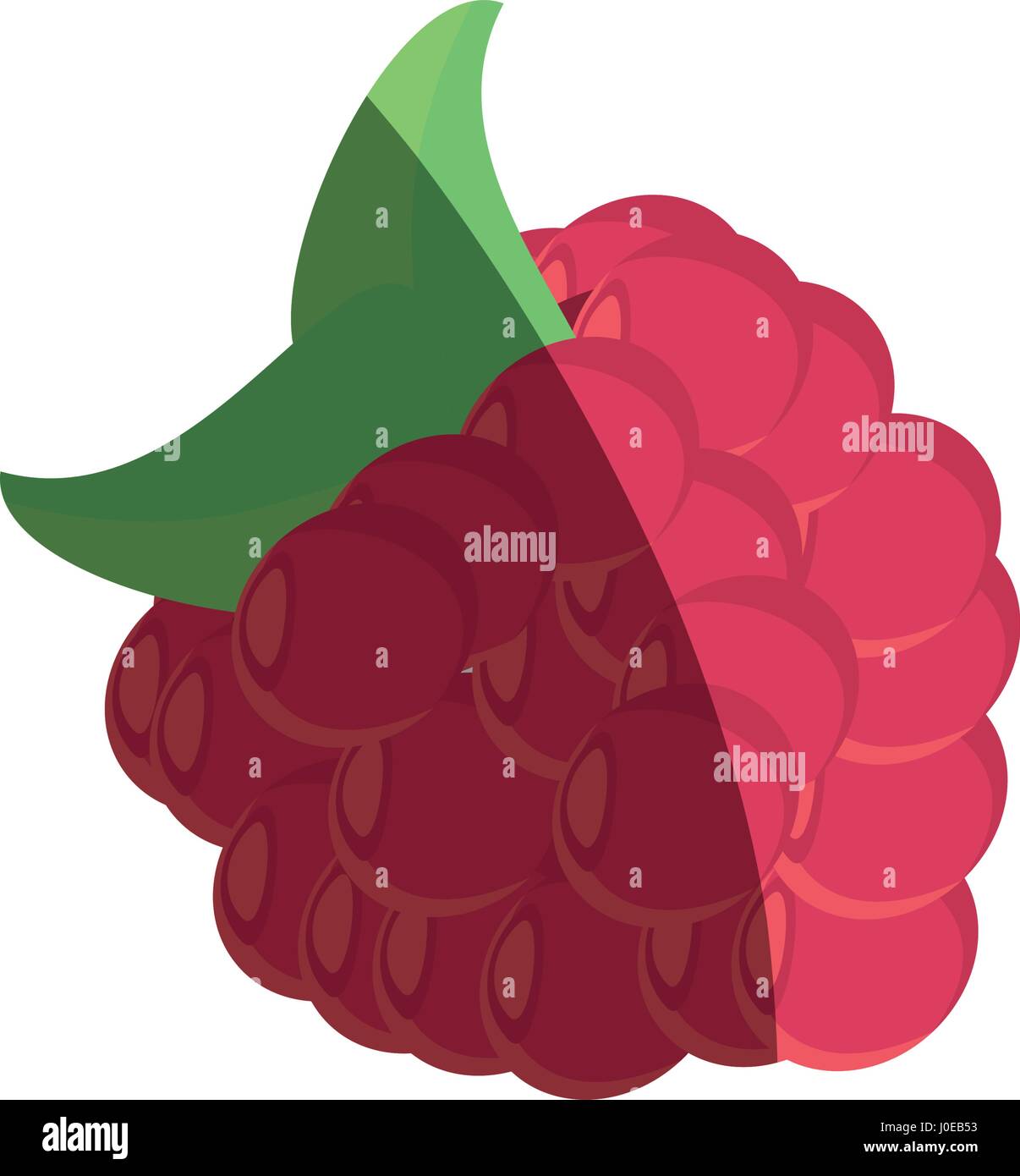 raspberry fruit fresh shadow Stock Vector Image & Art - Alamy