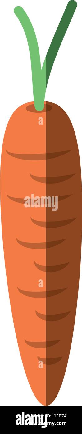 carrot vegetable nutrition shadow Stock Vector Image & Art - Alamy