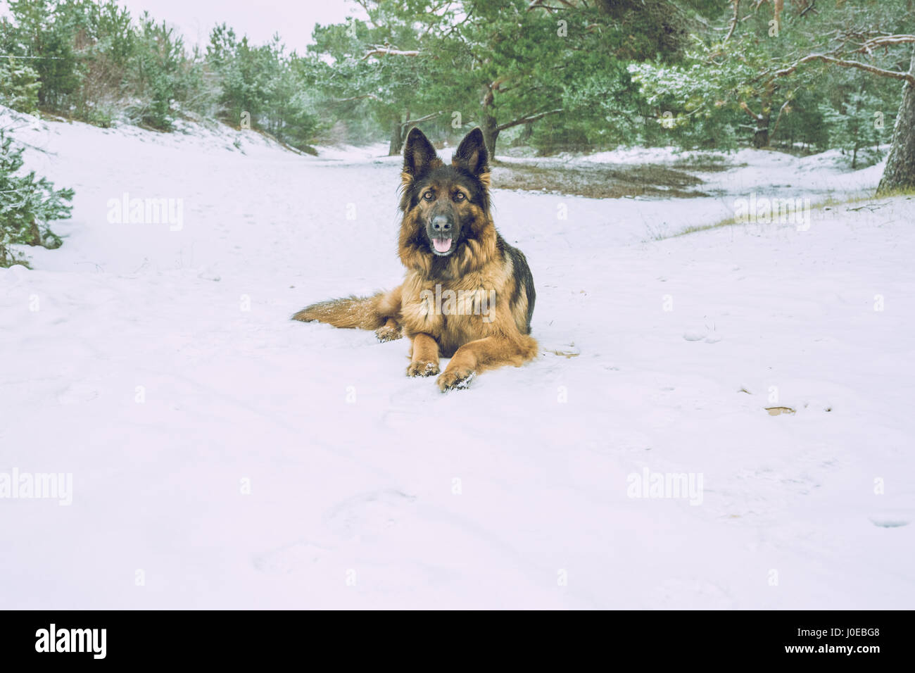 German Shepherd Dog in winter Stock Photo - Alamy