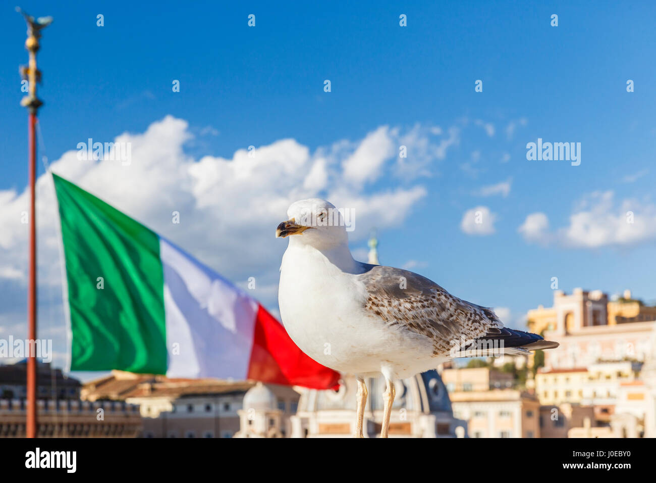 Seagull on the background of the Italian flag and blue sky Stock Photo ...