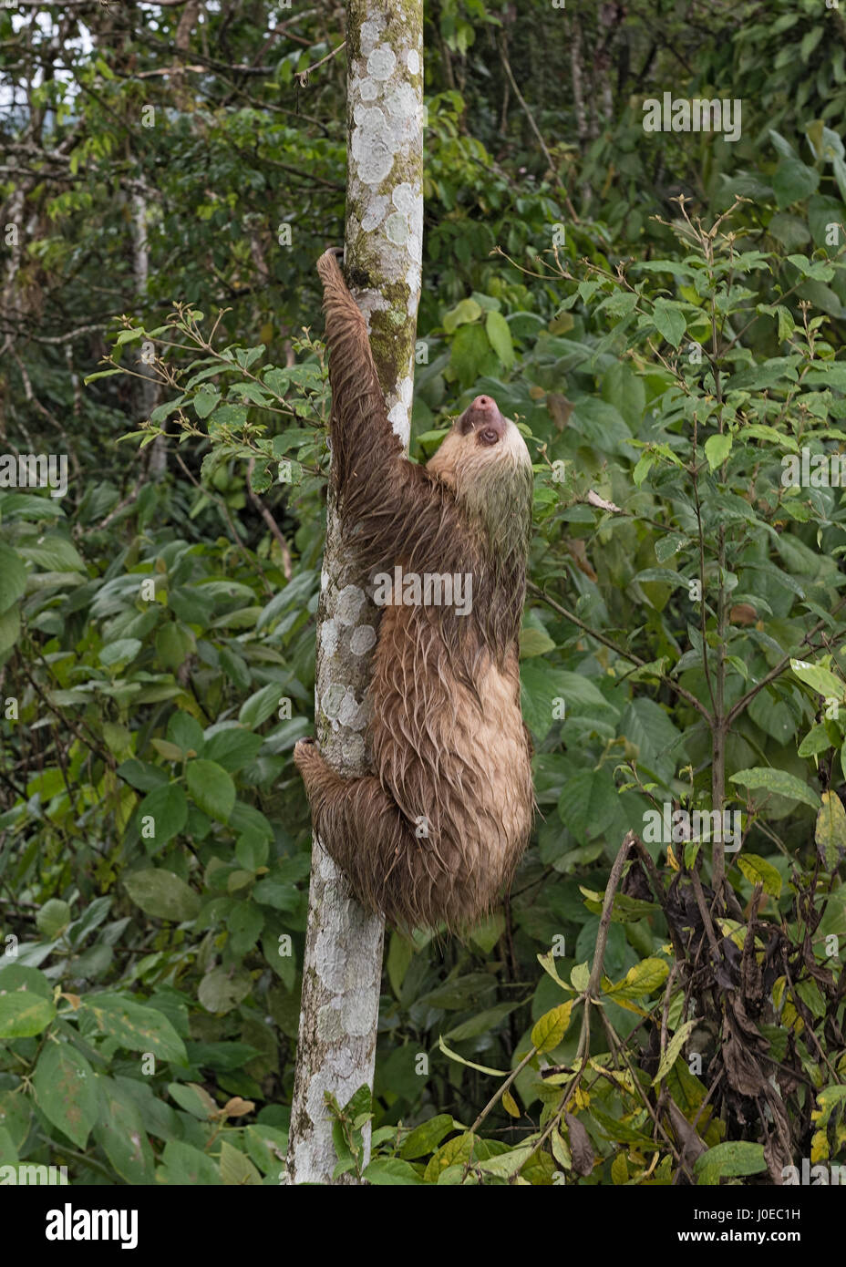 Three-toed sloth at La Fortuna, Costa Rica Stock Photo - Alamy