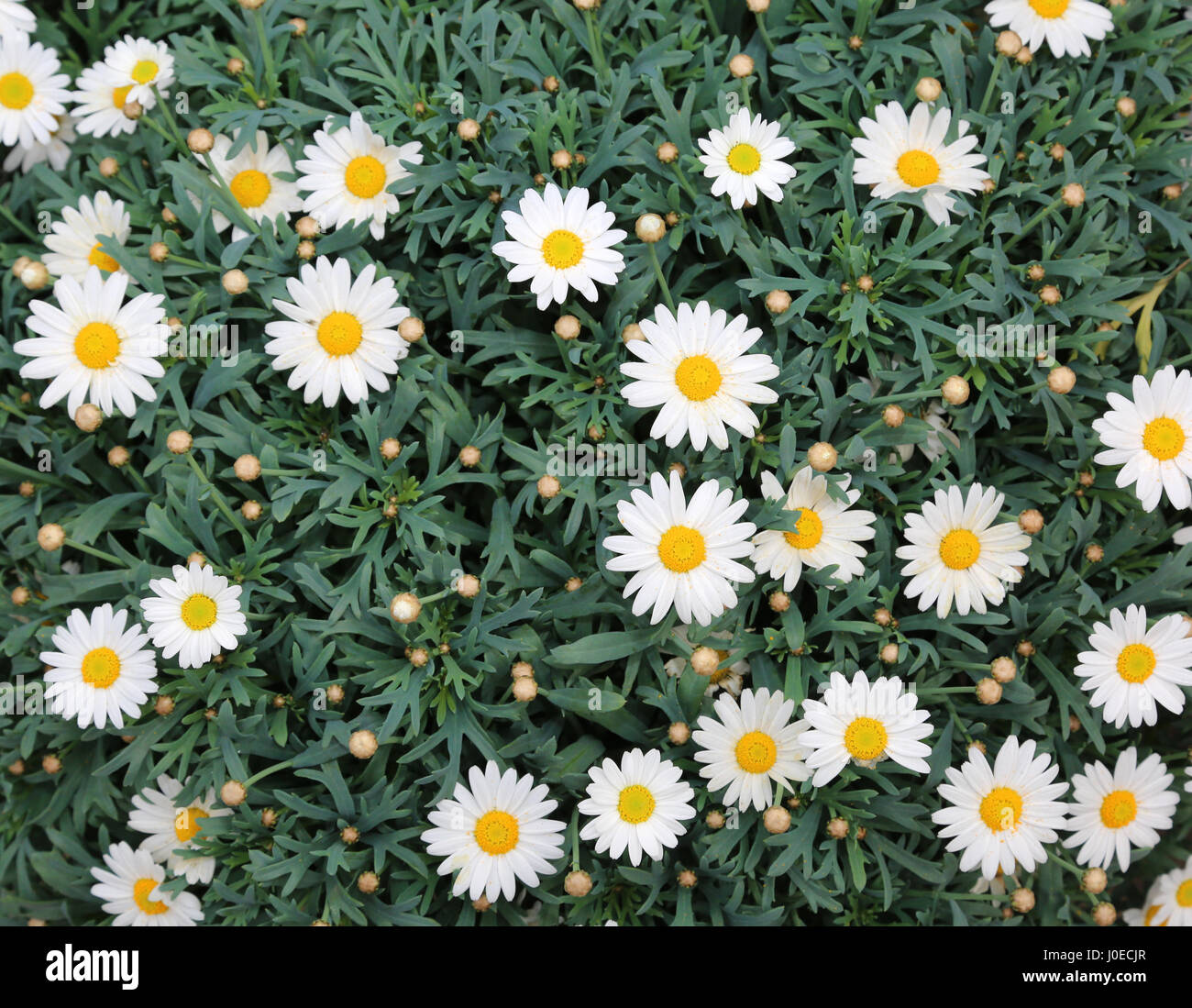 background of large white daisies bloomed in the spring with green ...