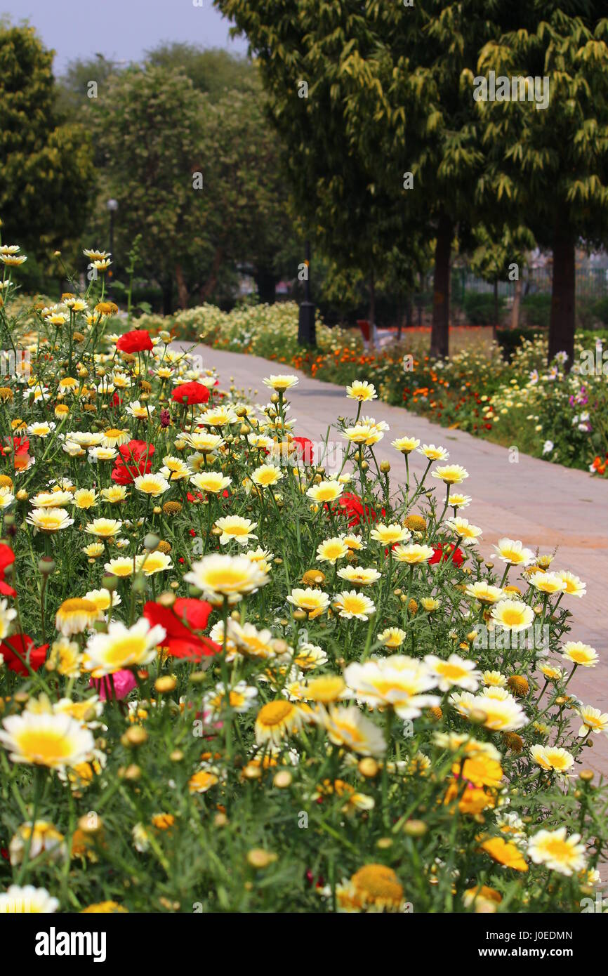 Spring flowers at Japanese Park, Delhi, India Stock Photo - Alamy