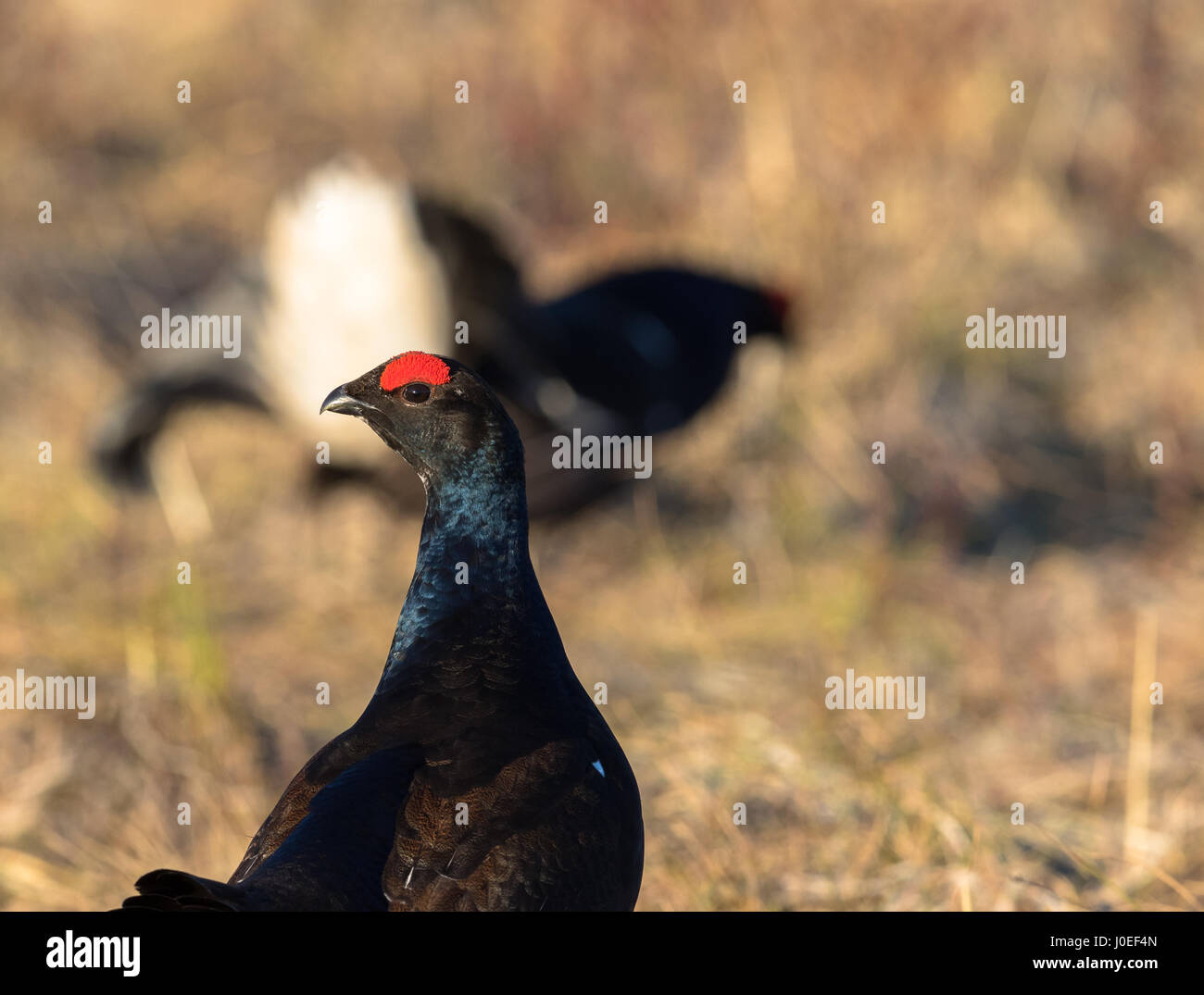 Portrait of one Black Grouse at lek with one black grouse soft in the ...