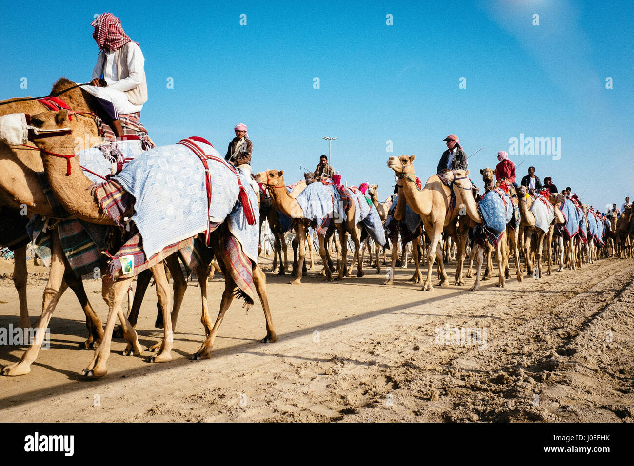 Qatari camels hi-res stock photography and images - Alamy