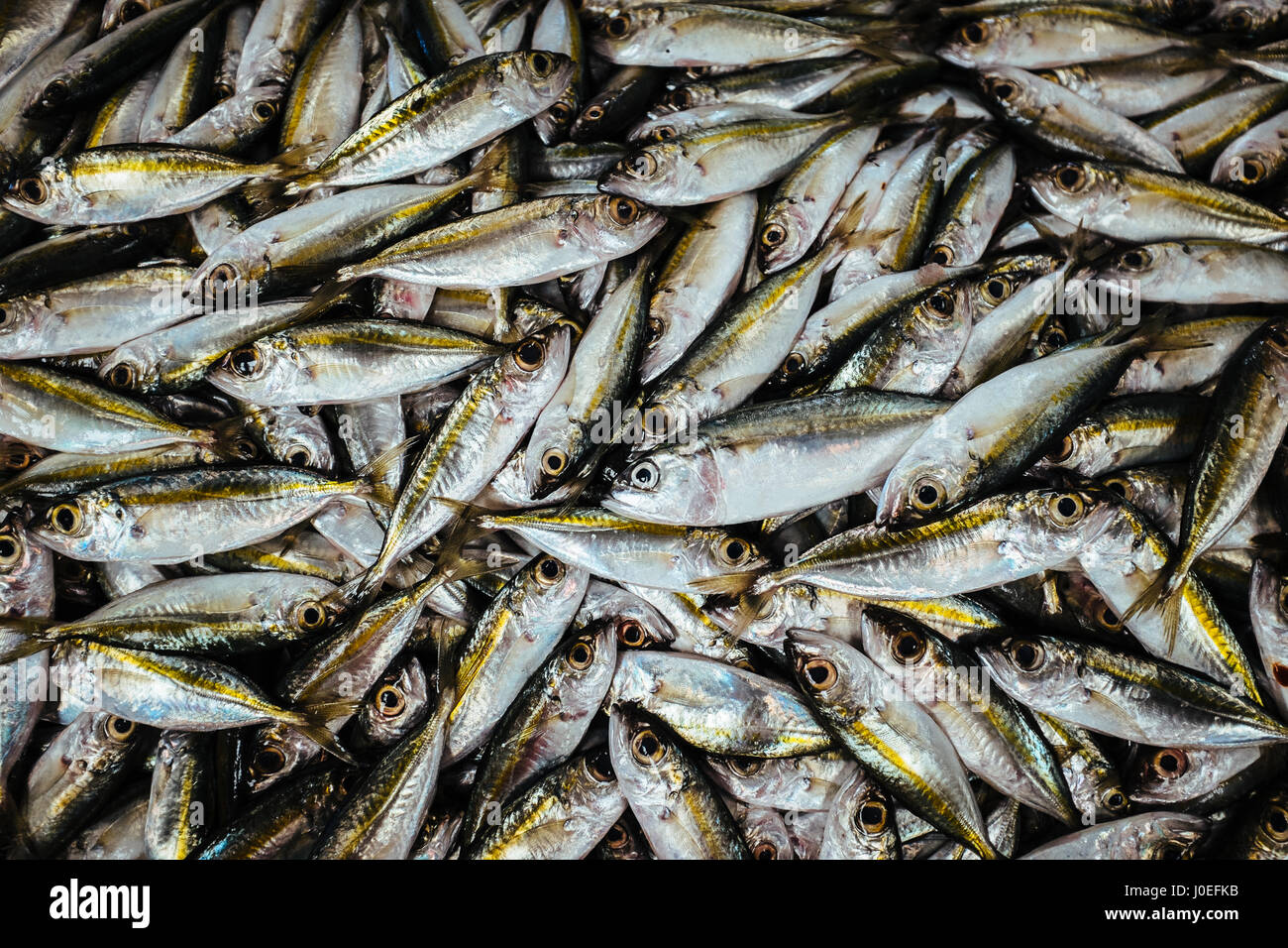 Fishes at the local fish market in Dubai, United Arab Emirates Stock ...