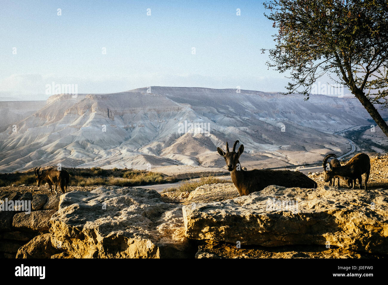 Israel goats hi-res stock photography and images - Alamy