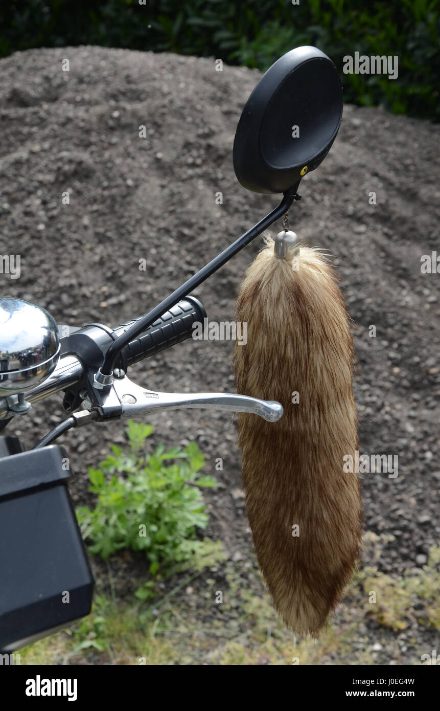 foxtail on classic 60s moped Stock Photo - Alamy