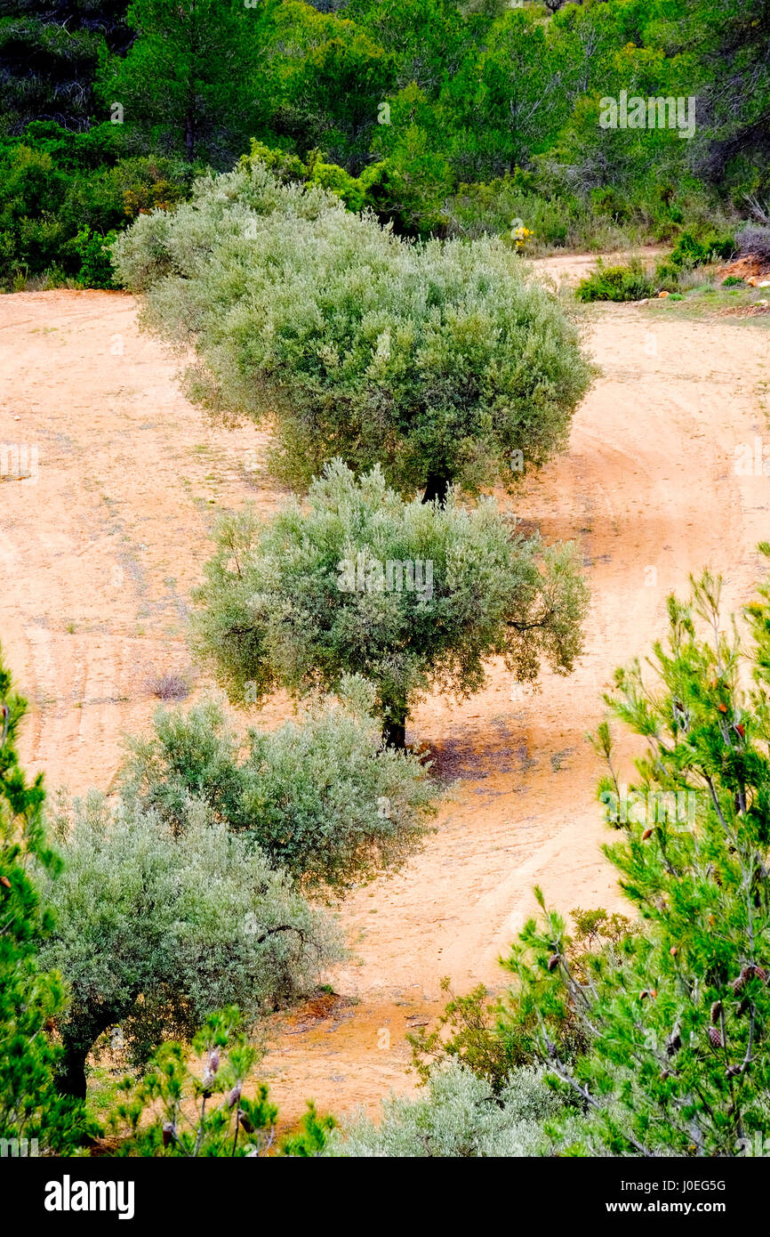 a line of Olive trees in a Spanish olive grove Stock Photo - Alamy