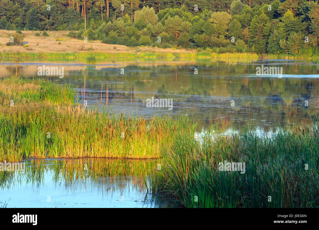 Evening summer lake landscape with plants reflections on water surface ...