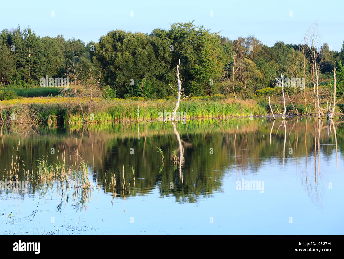 Evening summer lake landscape with plants reflections on water surface ...