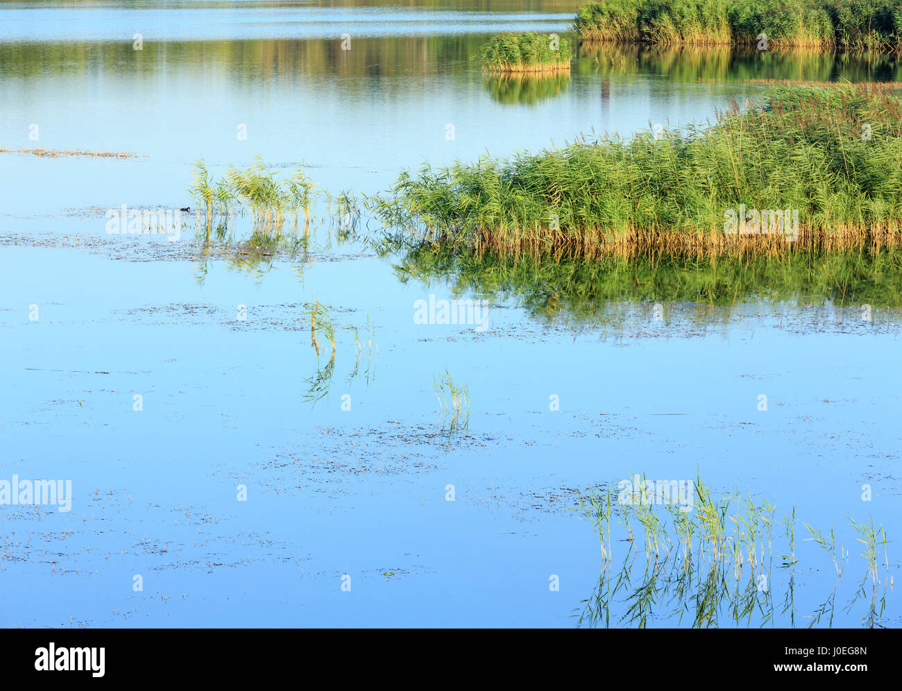 Evening summer lake landscape with plants reflections on water surface ...