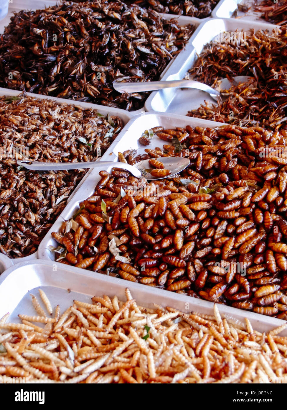 Fried insects on the street food stalls of Asia Stock Photo - Alamy