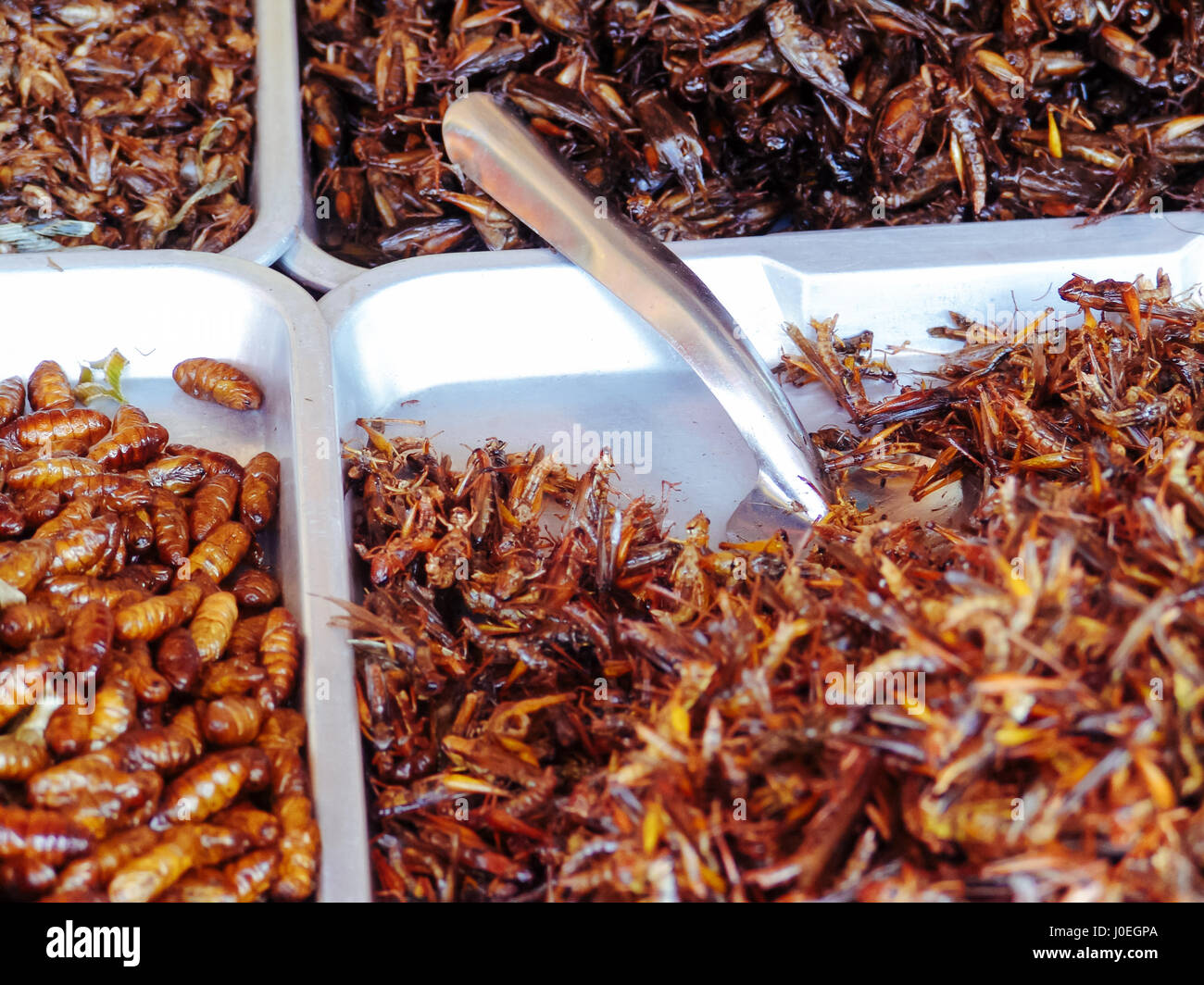 Fried insects on the street food stalls of Asia Stock Photo - Alamy
