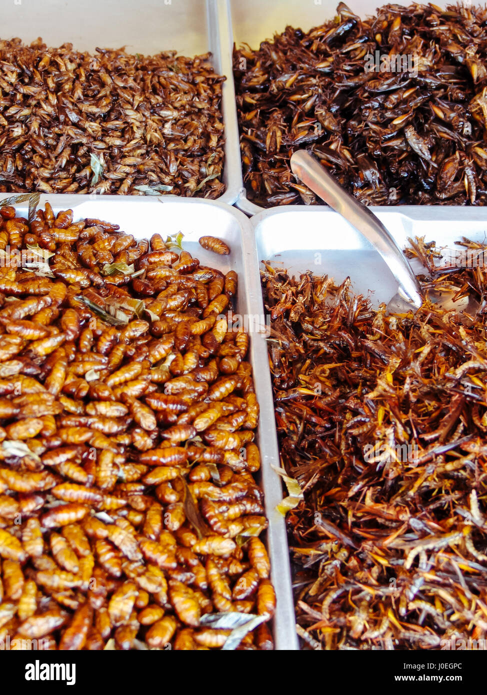 Fried insects on the street food stalls of Asia Stock Photo - Alamy
