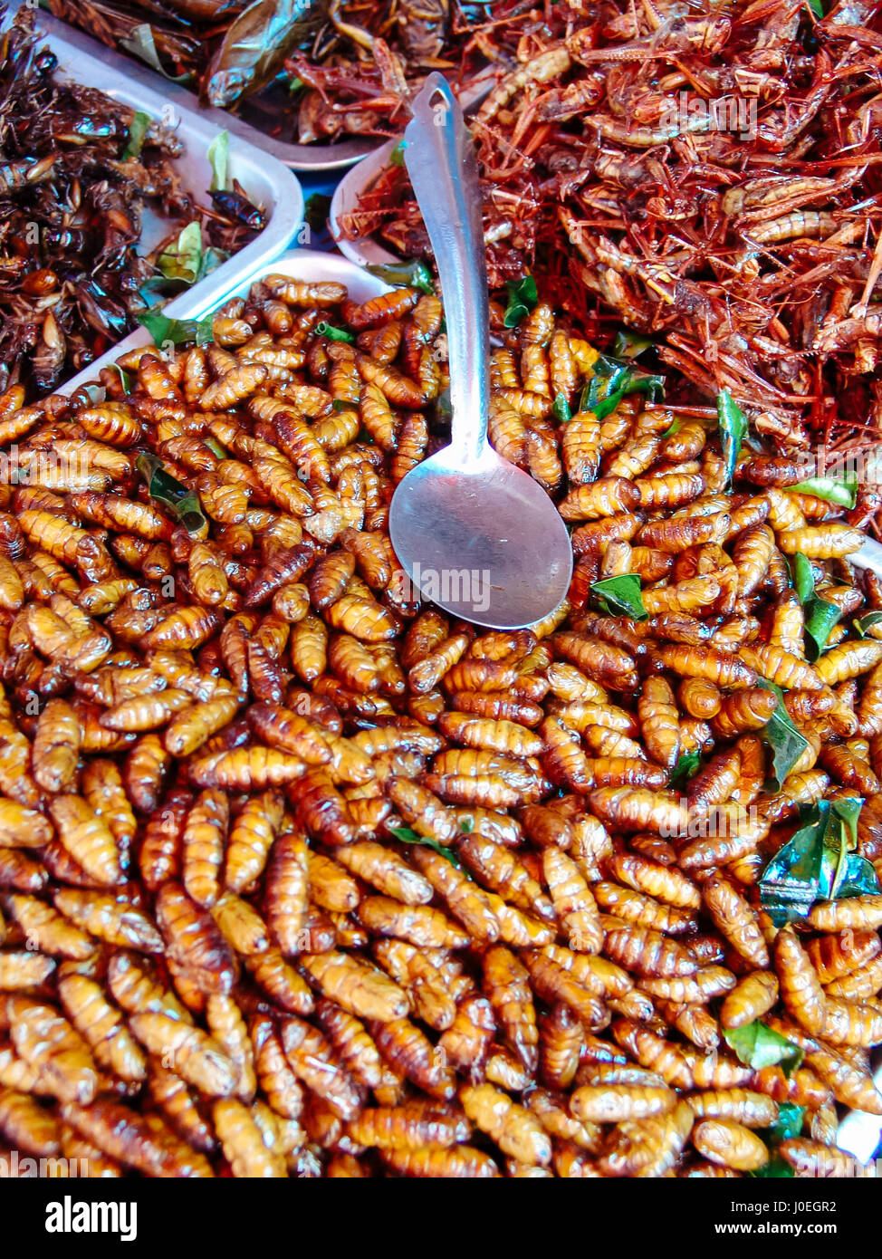 Fried insects on the street food stalls of Asia Stock Photo - Alamy