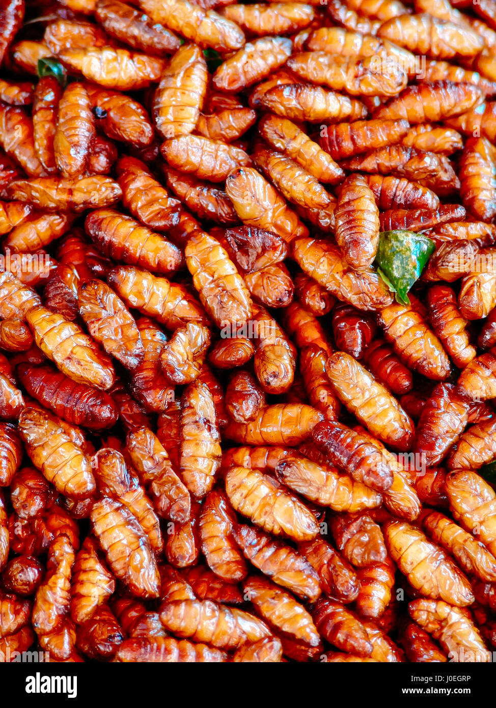 Asia insects hi-res stock photography and images - Alamy