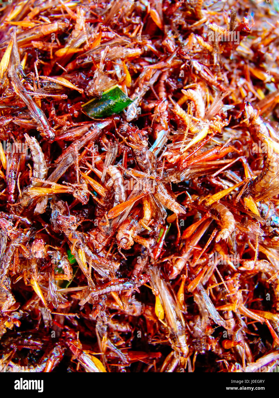 Fried insects on the street food stalls of Asia Stock Photo - Alamy