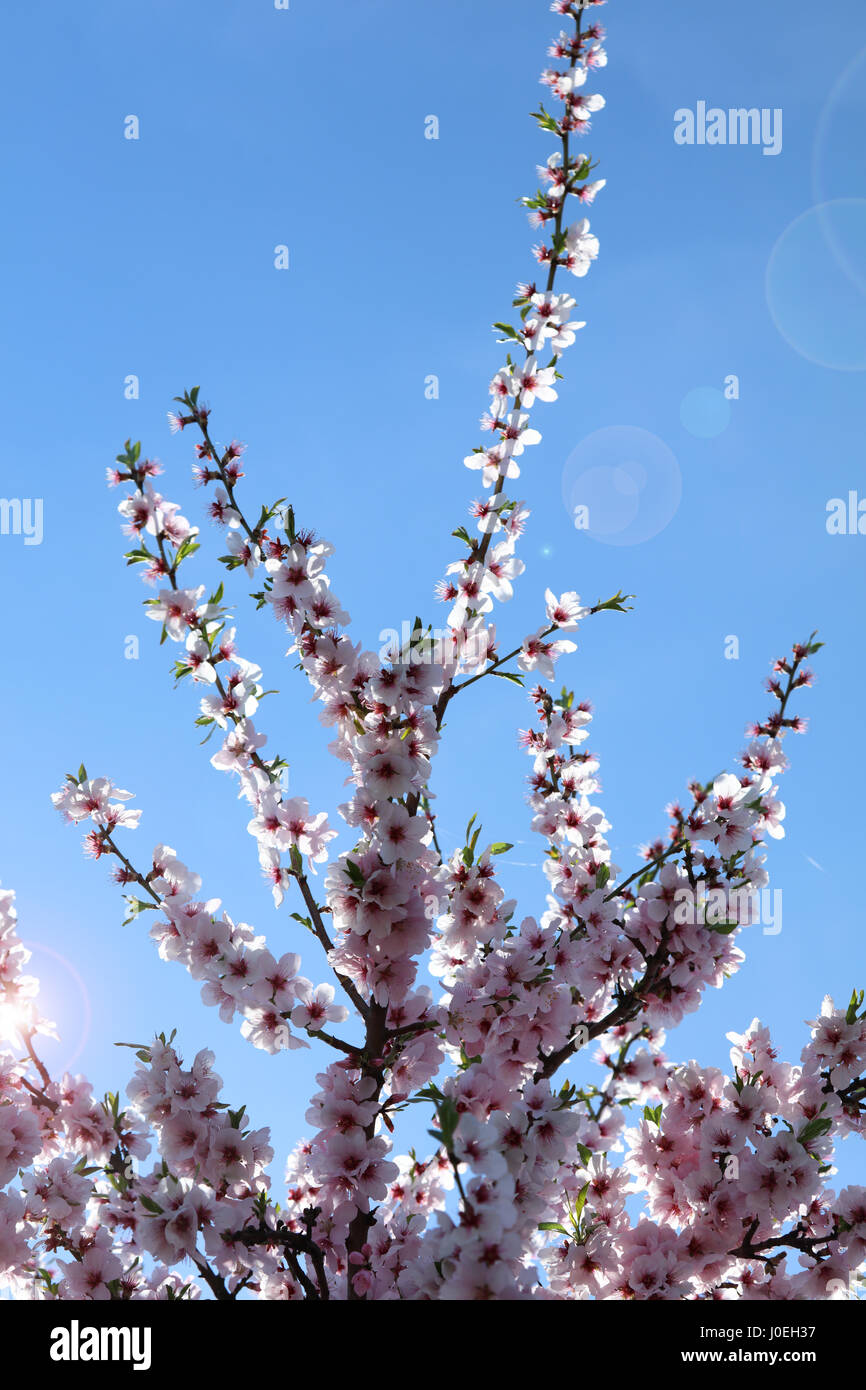 Mandelbaume hi-res stock photography and images - Alamy